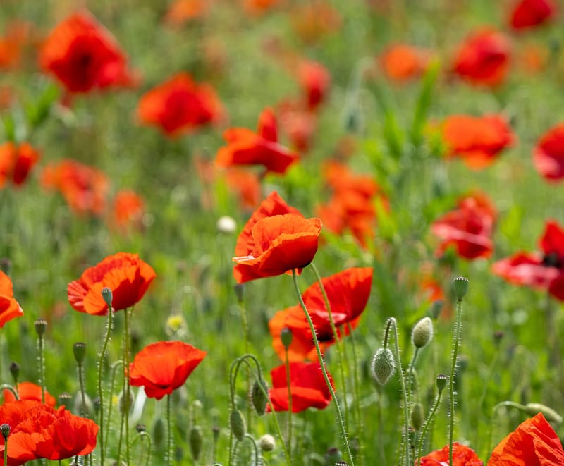 De Regnitzradweg - mooie route voor een Fietsvakantie in Franken - Ben ...